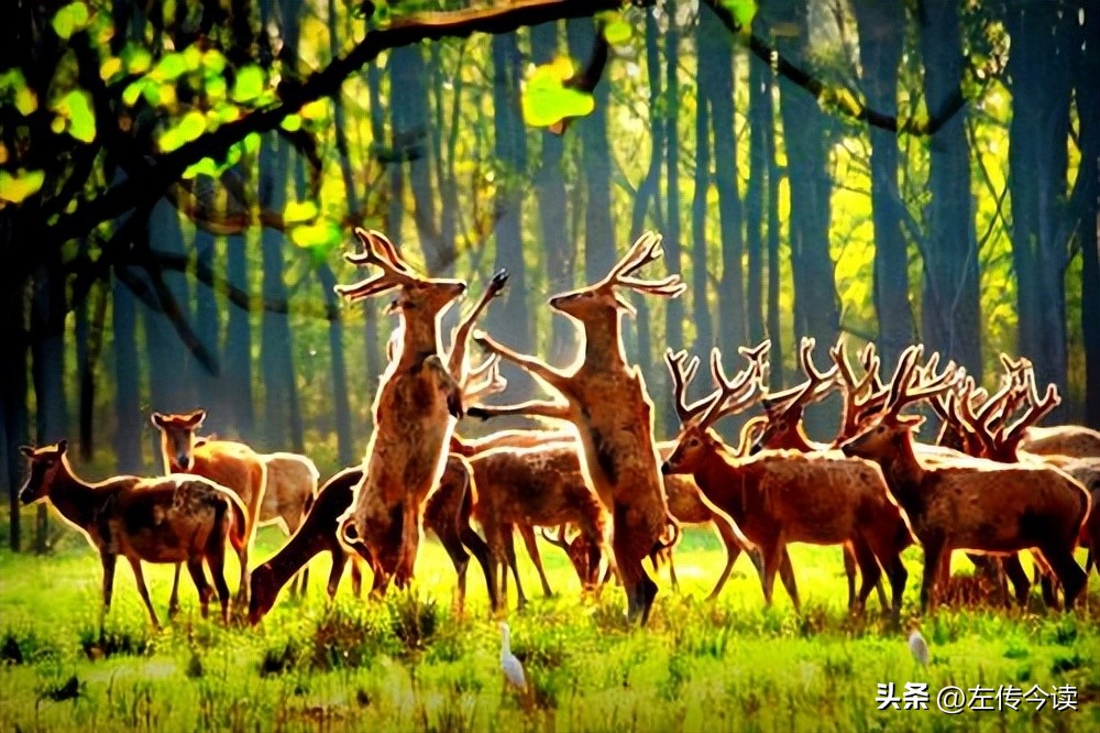 The image of elk in Chinese culture - iNEWS