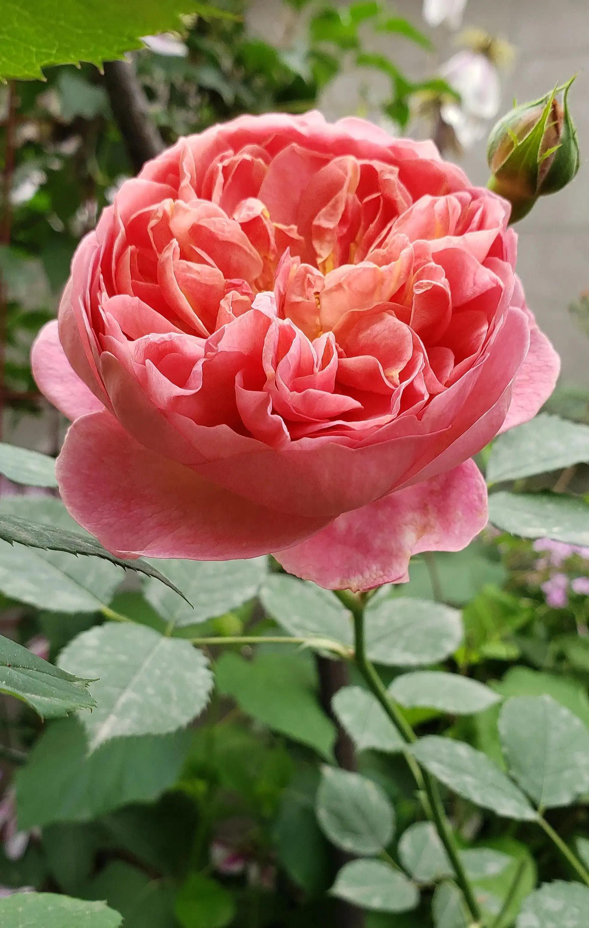 Summer Fireworks Rose Flowers - iMedia