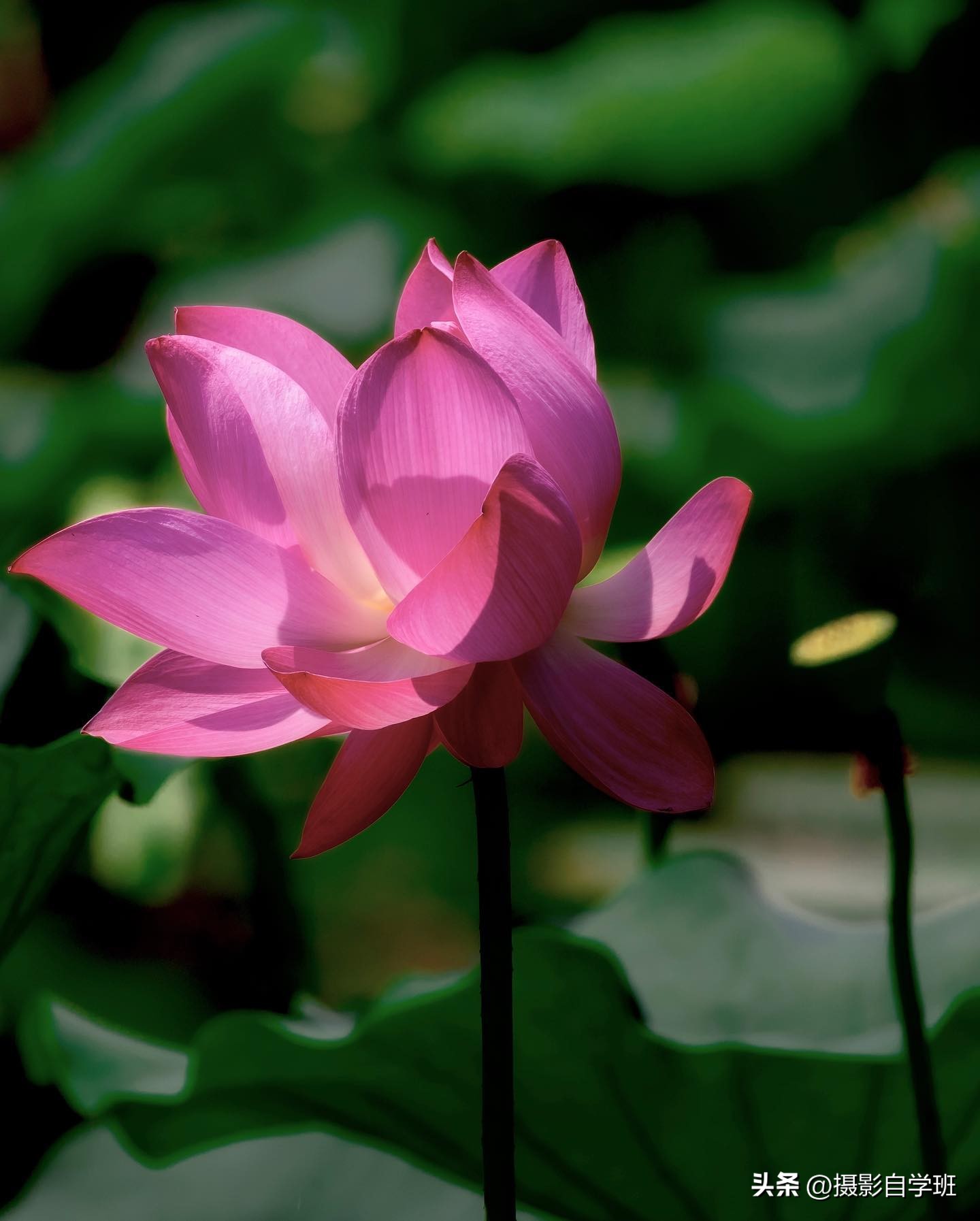 5 tips for photography of lotus flowers - iMedia