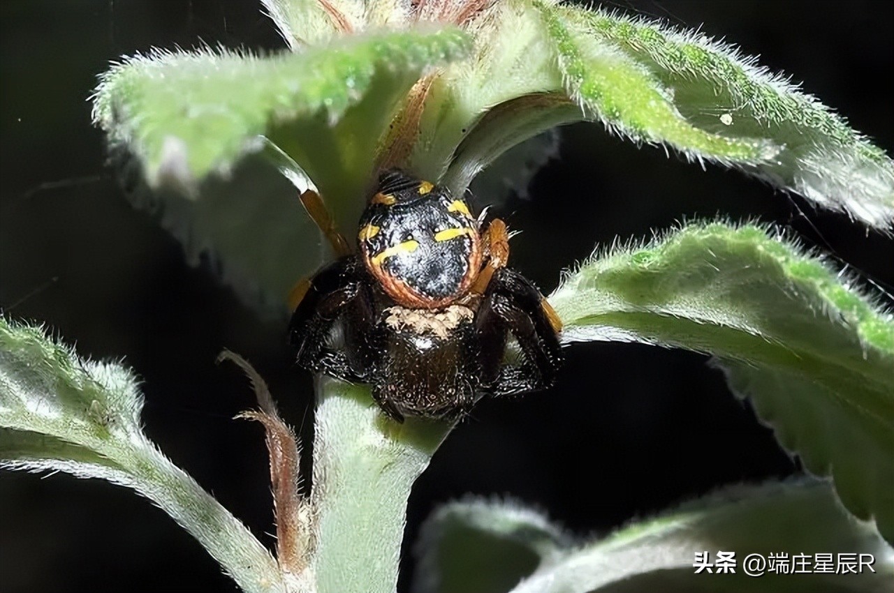 The special relationship of gangsters - the insect-catching tree - iNEWS