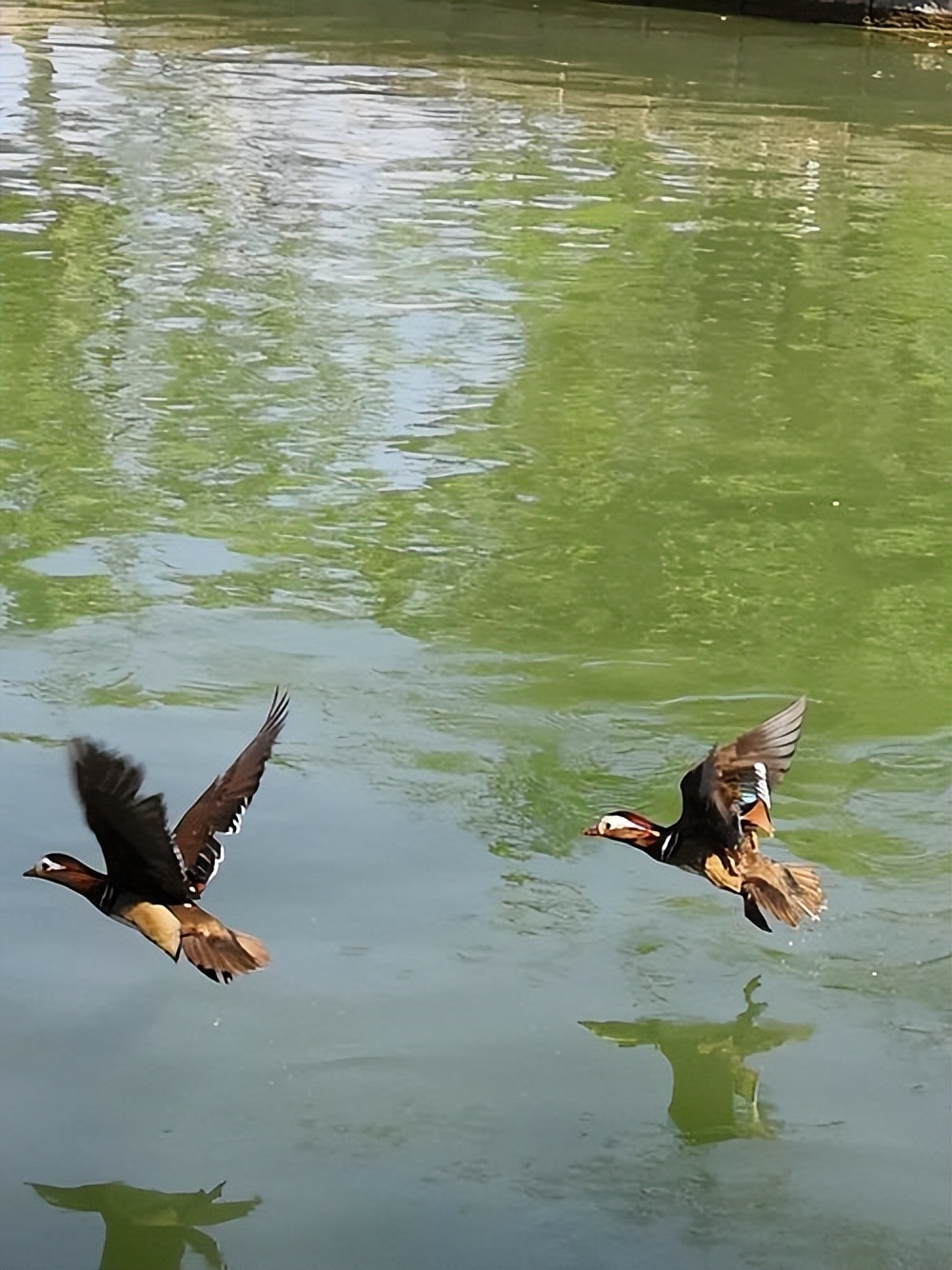 Ducks Flying Together - iMedia