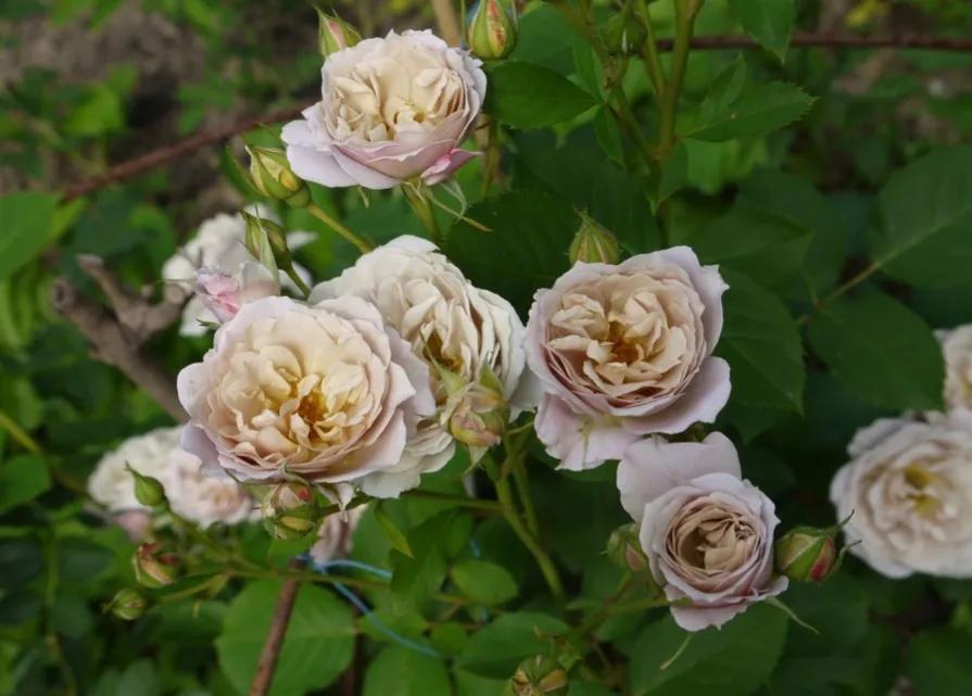 Japanese rose: Iori - iMedia