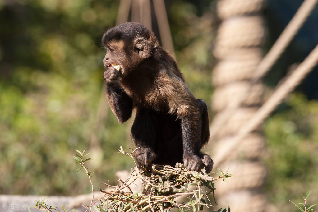 Capuchin monkeys have superior intelligence, even comparable to ancient ...