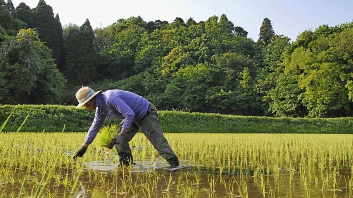 Japan's largest Achilles' heel exposed? The food self-sufficiency rate ...