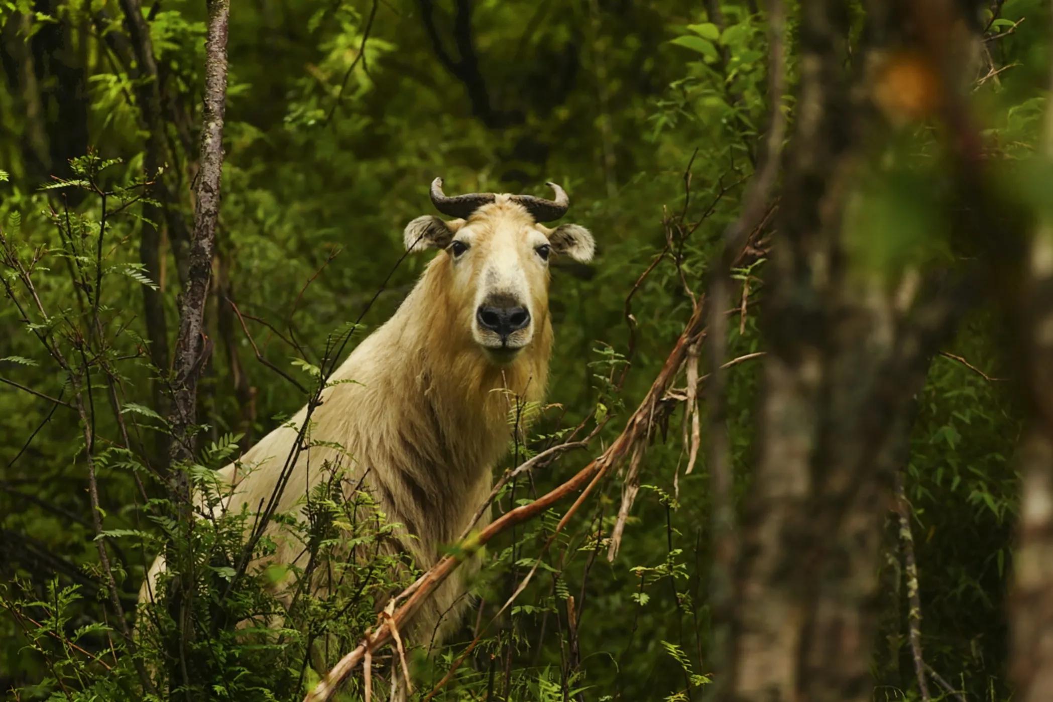 The wild "six unlikes" appeared in the Qinling Mountains, weighing more ...