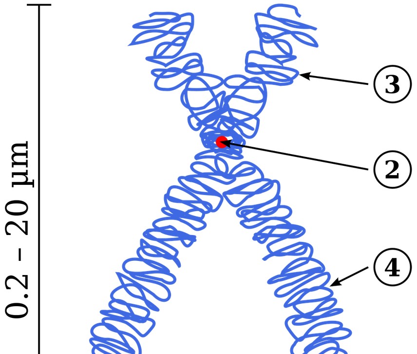 What is the secret of chromosome 17?Can humans unlock this cancer ...