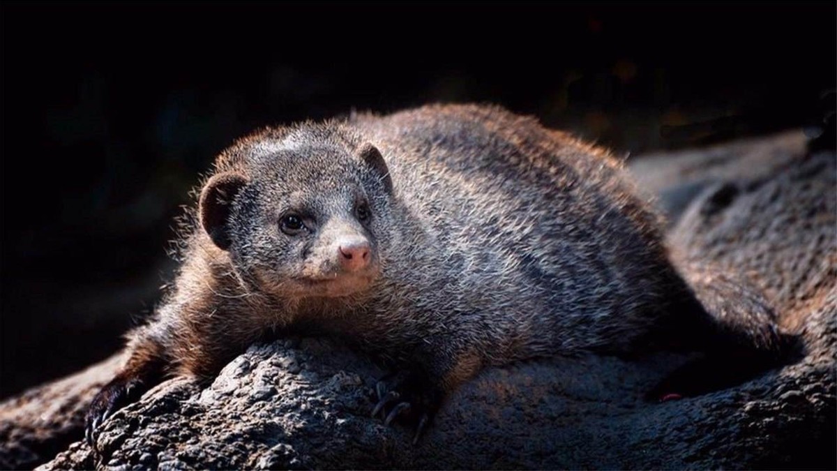 Meerkat, which treats poisonous snakes as its staple food, uses superb ...