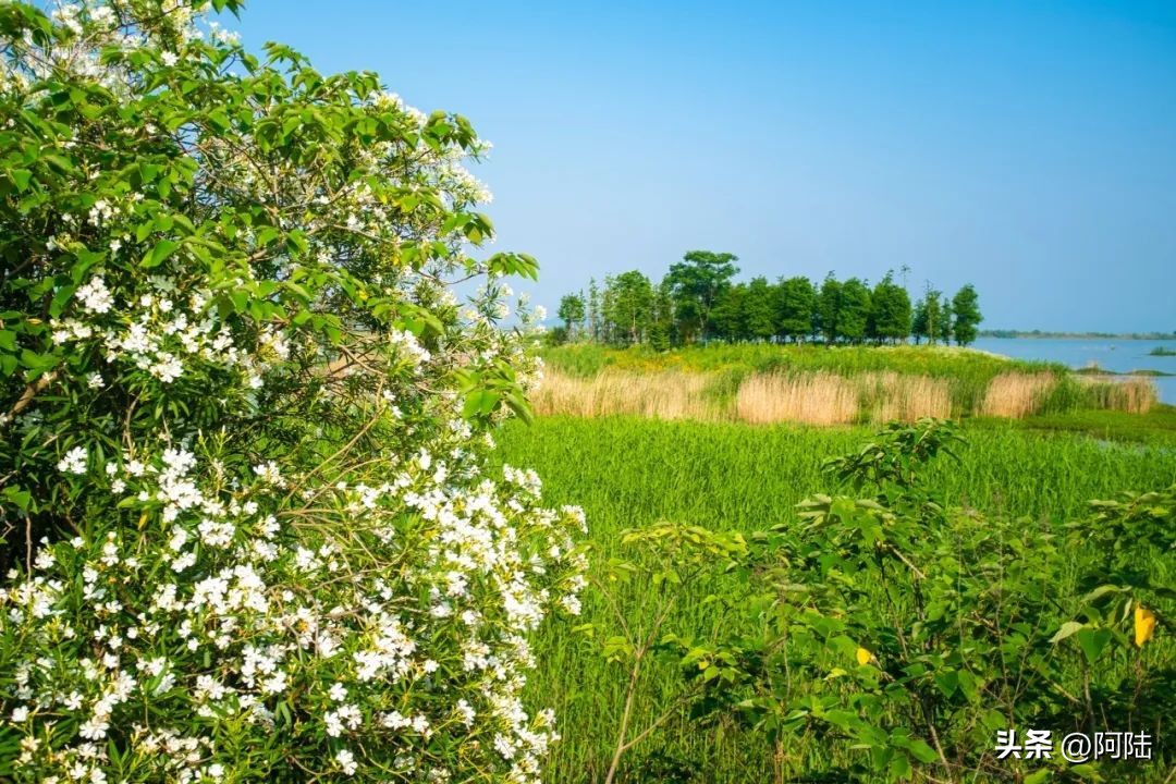 The wild bayberry beside North Taihu Avenue is red, can tourists pick ...