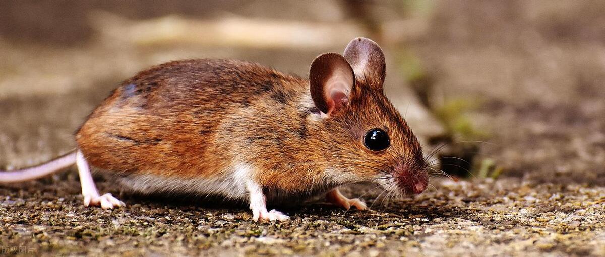 The Mystery of Lemming Migration: The Magnificent and Mysterious Mass ...