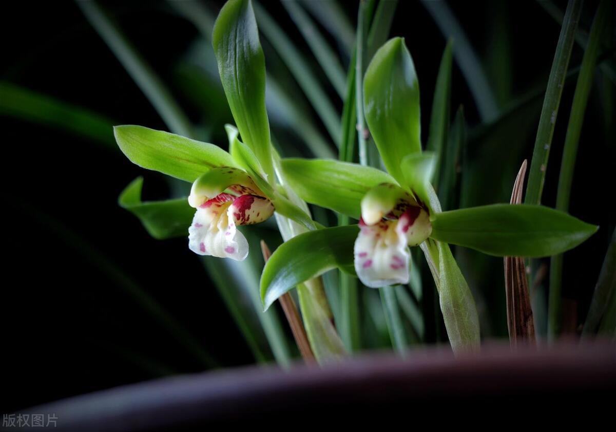 Reasons and solutions for few spring orchid buds - iMedia