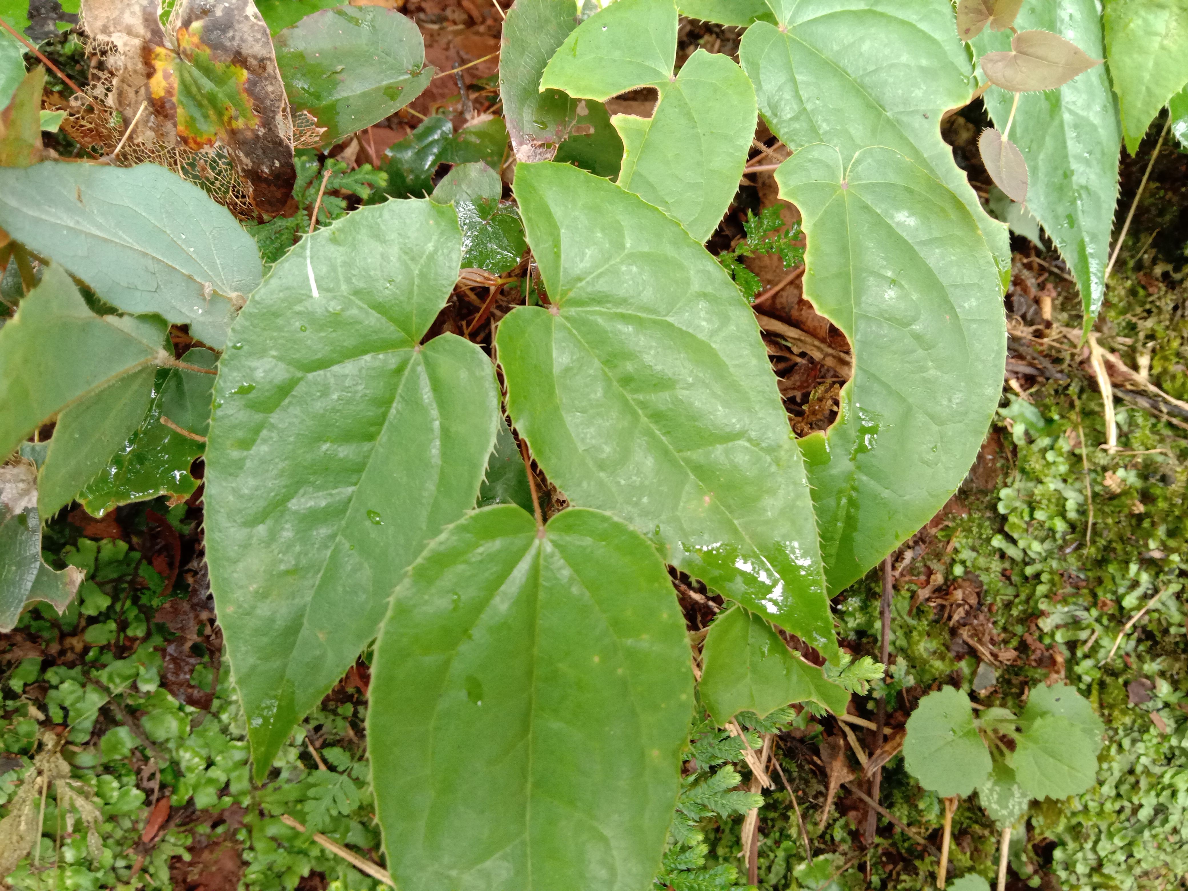 Use "three-branches nine-leaf clover" to soak wine to expel wind and ...