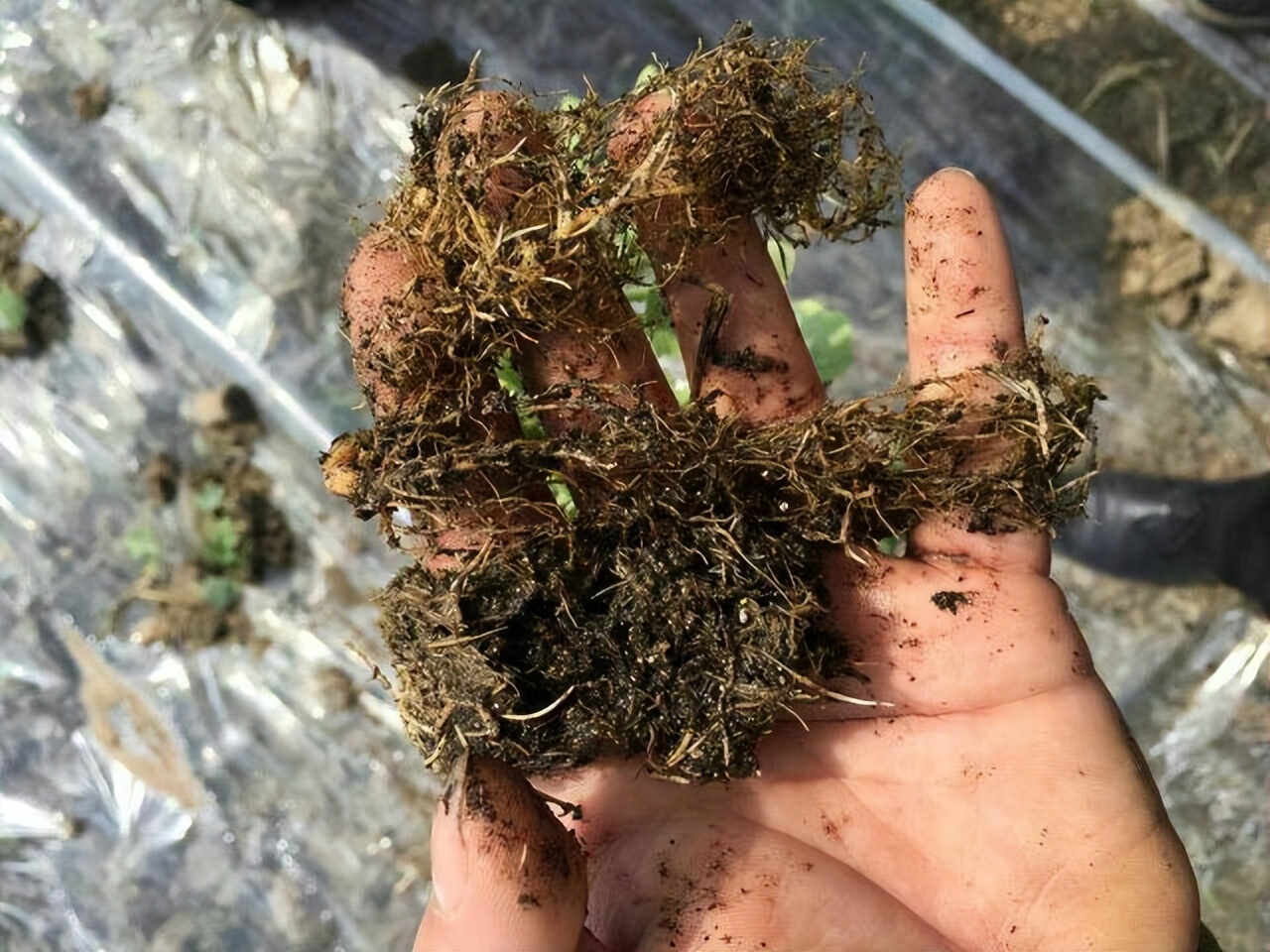 4 kinds of "rooting agents" picked up by the roadside! Suggest everyone ...