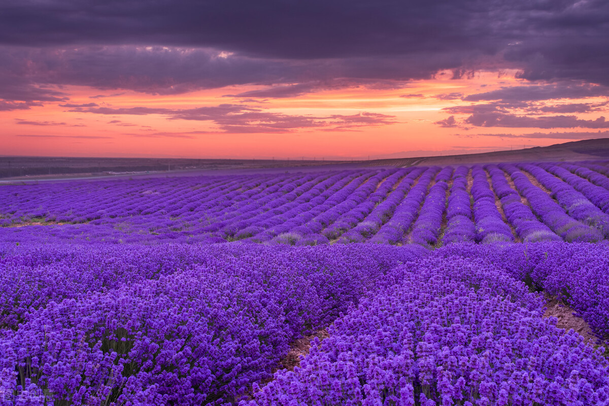 Lavender flower language and legend - iNEWS