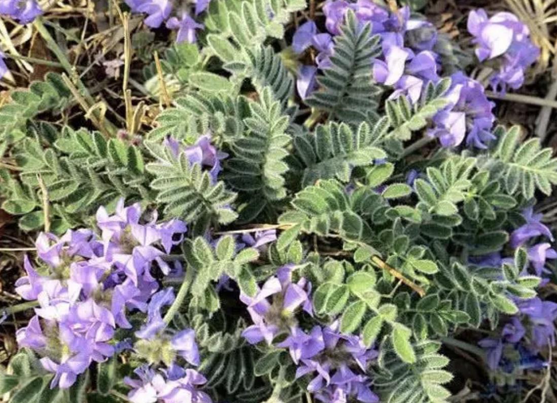 Dig a kind of "sweet diced" in the farmland, plant it in a flowerpot ...