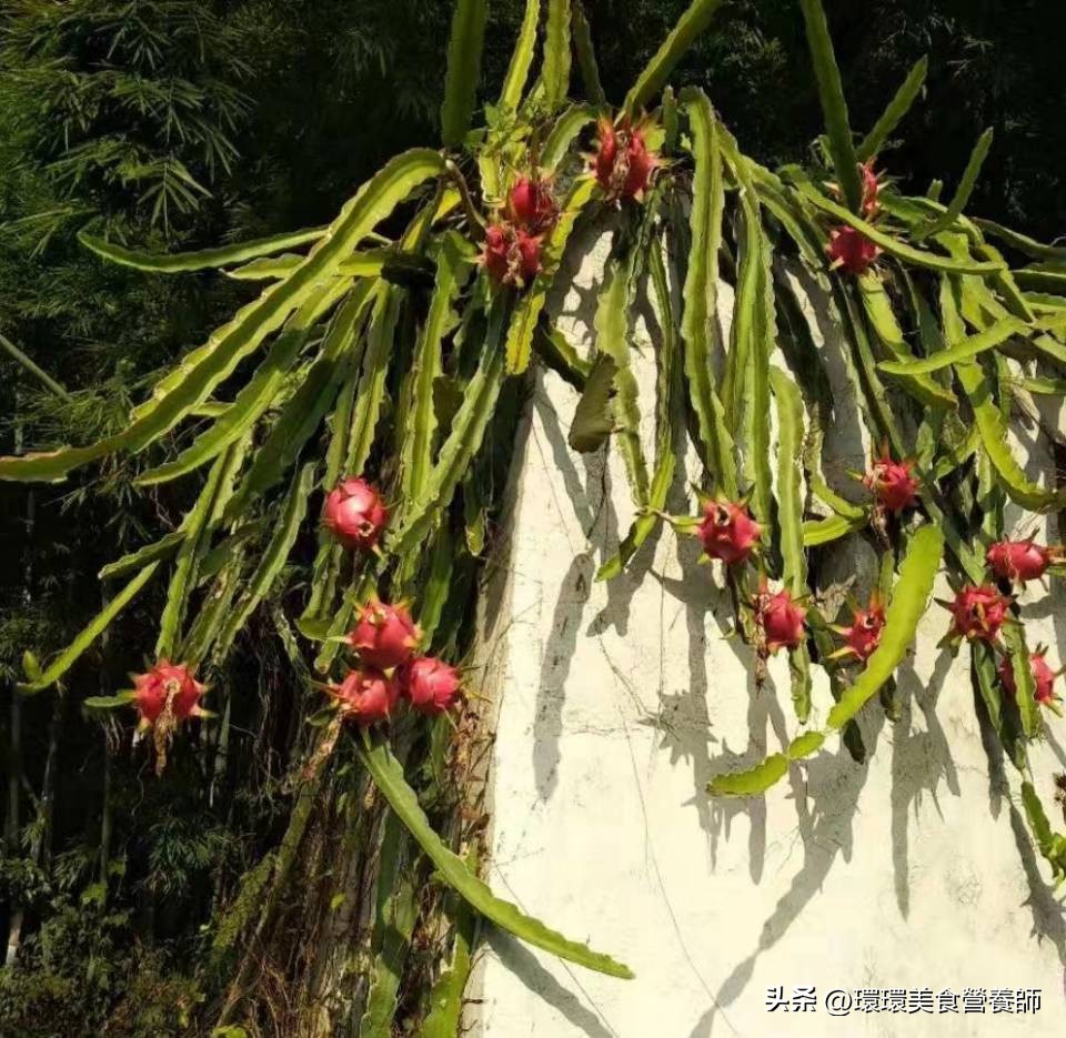 In summer, what delicious original ecological fruits have you eaten ...