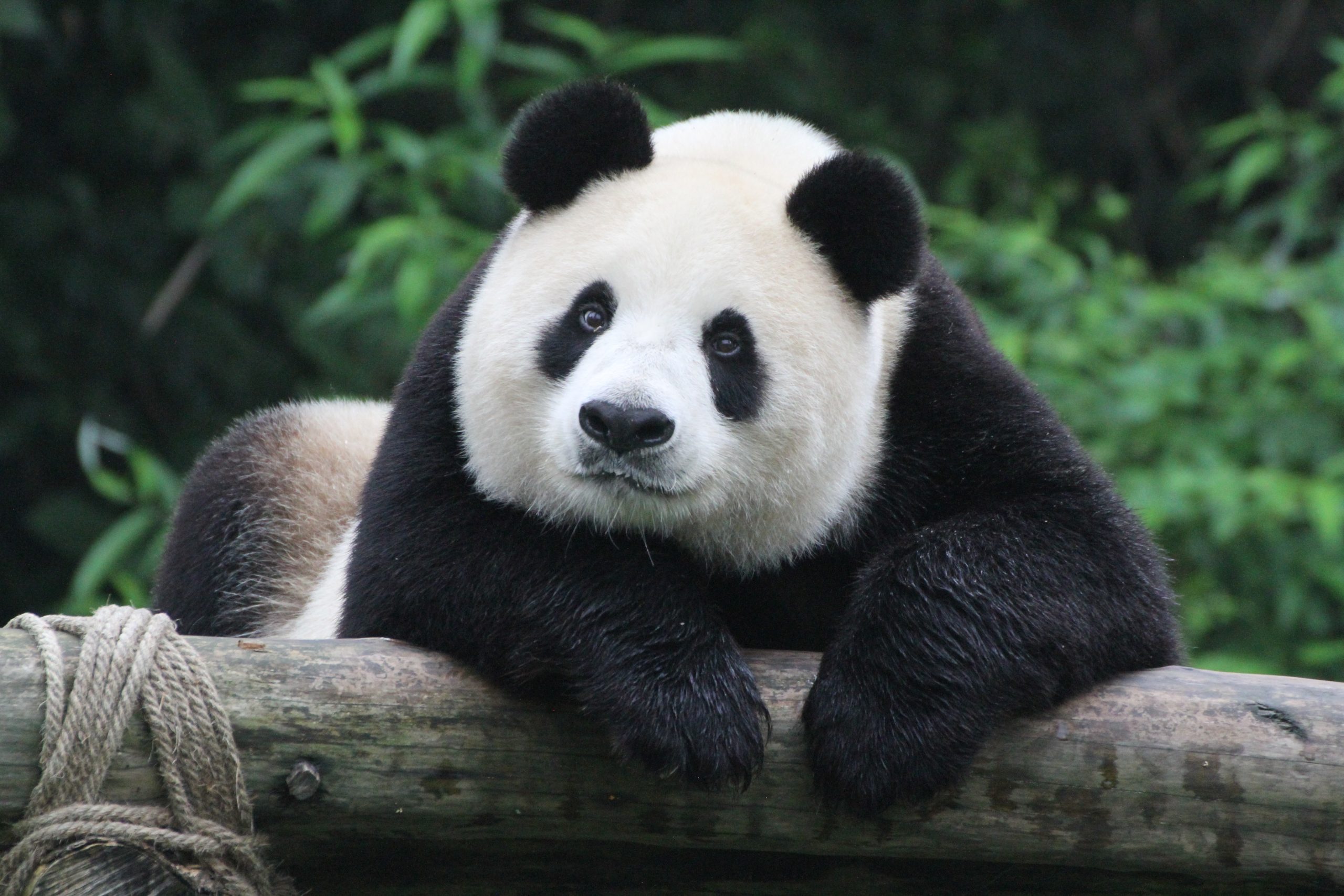 The giant panda Yaya is about to return to China. The national treasure ...