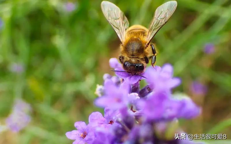 The Wonderful World of Bees: Exploring the Miraculous Life of Social ...