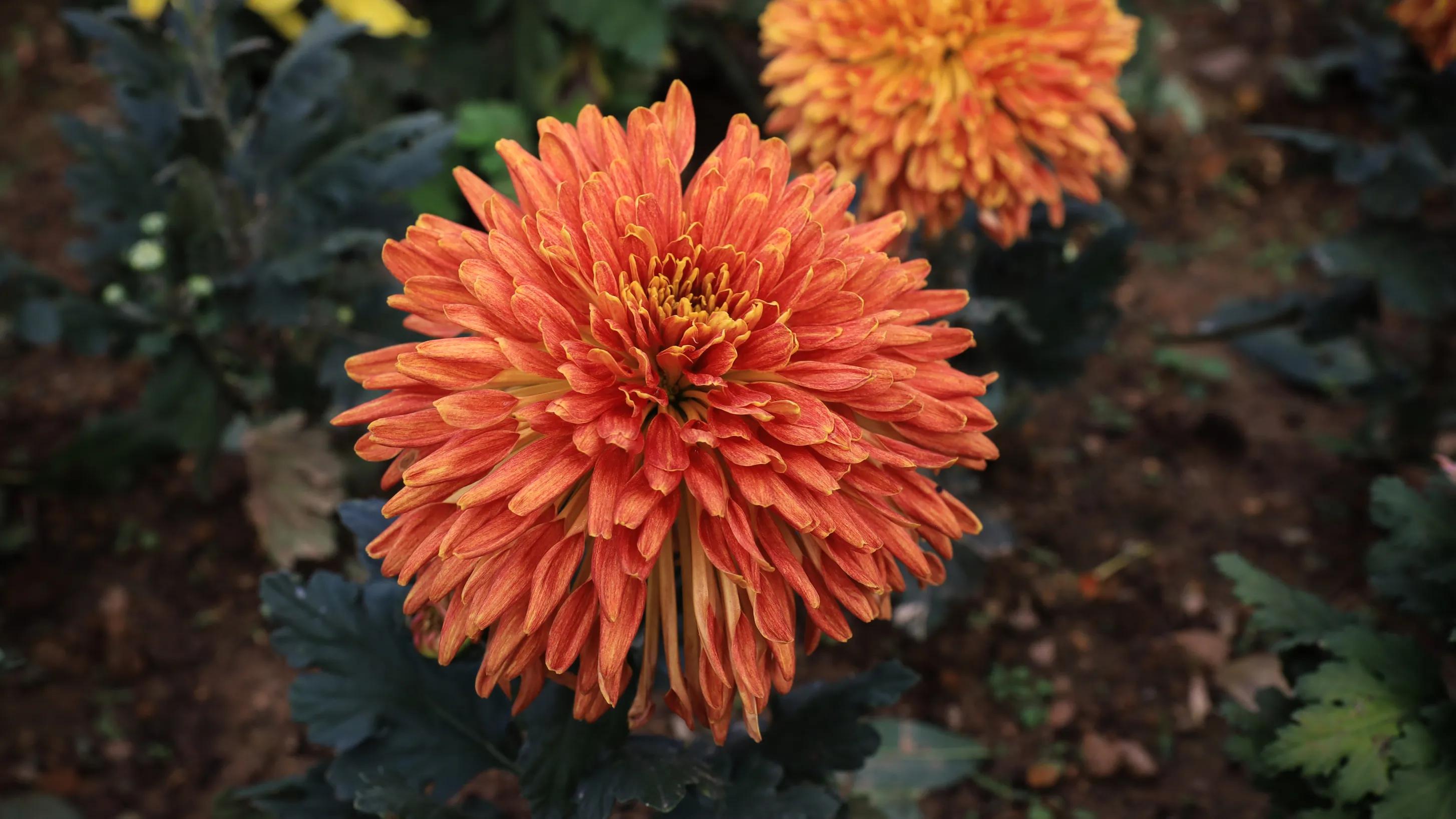 The flowers and plants of Dalian Yinggeshi Botanical Garden - iNEWS