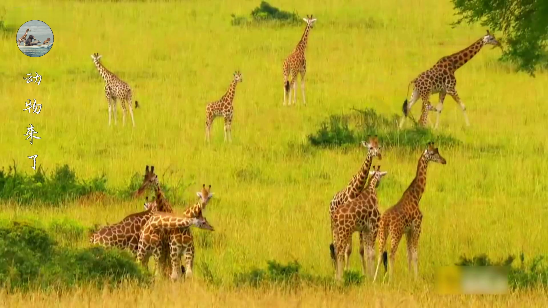 The giraffe's neck was broken and turned into a Z shape, and the neck ...