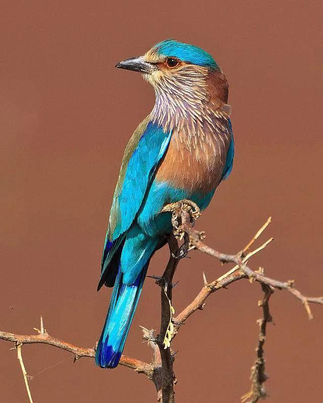 beautiful bird pictures - iNEWS