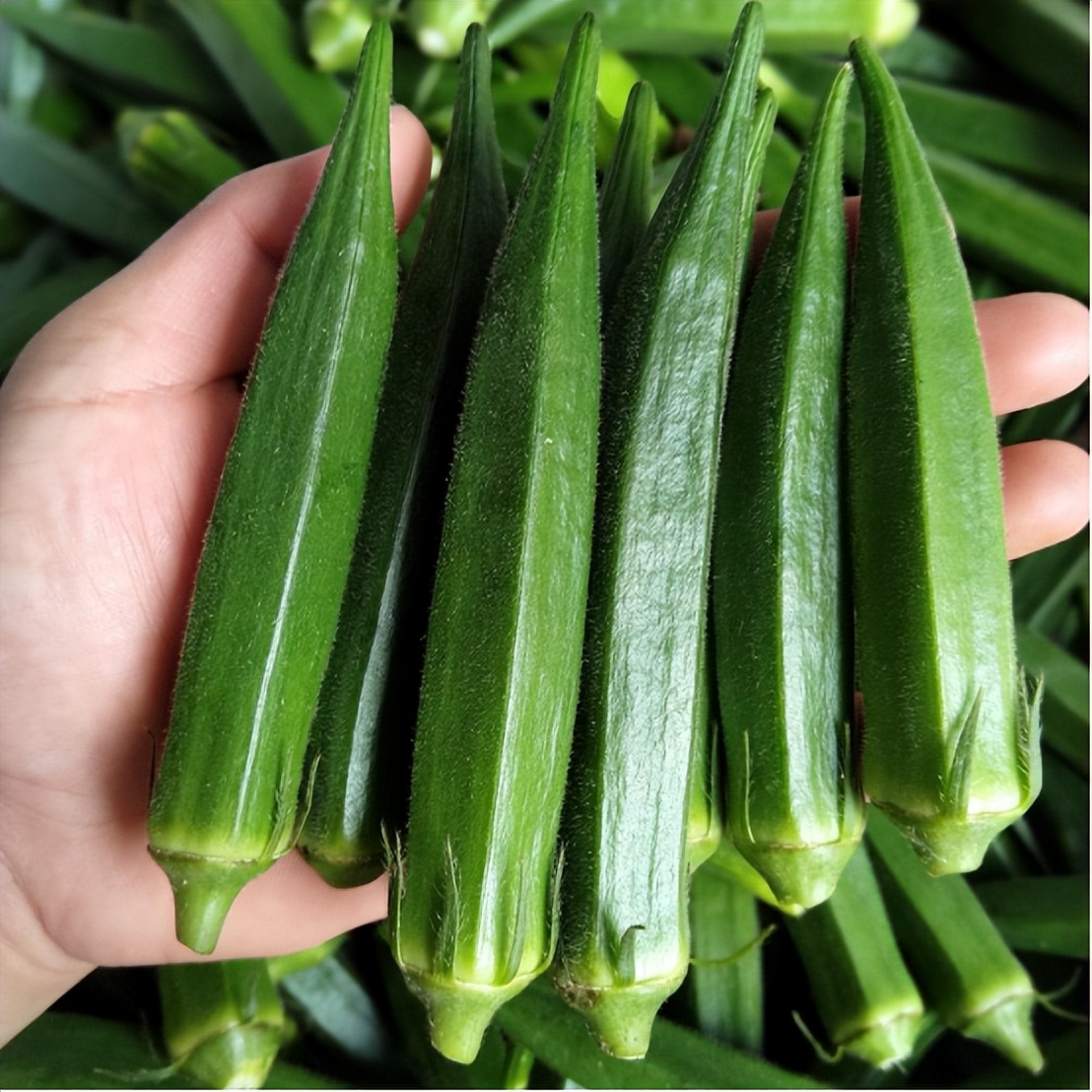 Detailed explanation of okra drying process - iNEWS