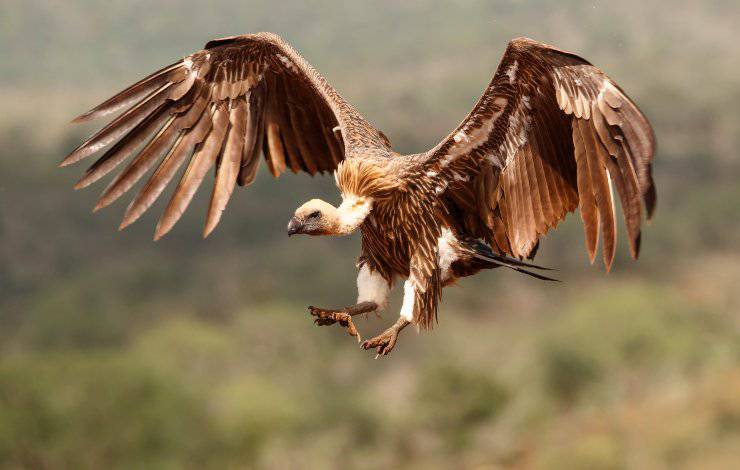 The world's most voracious animal: this frightening species - iMedia