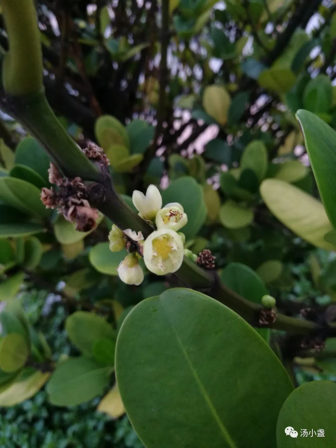 Filipino Fukuki: Fukuki~ - iNEWS