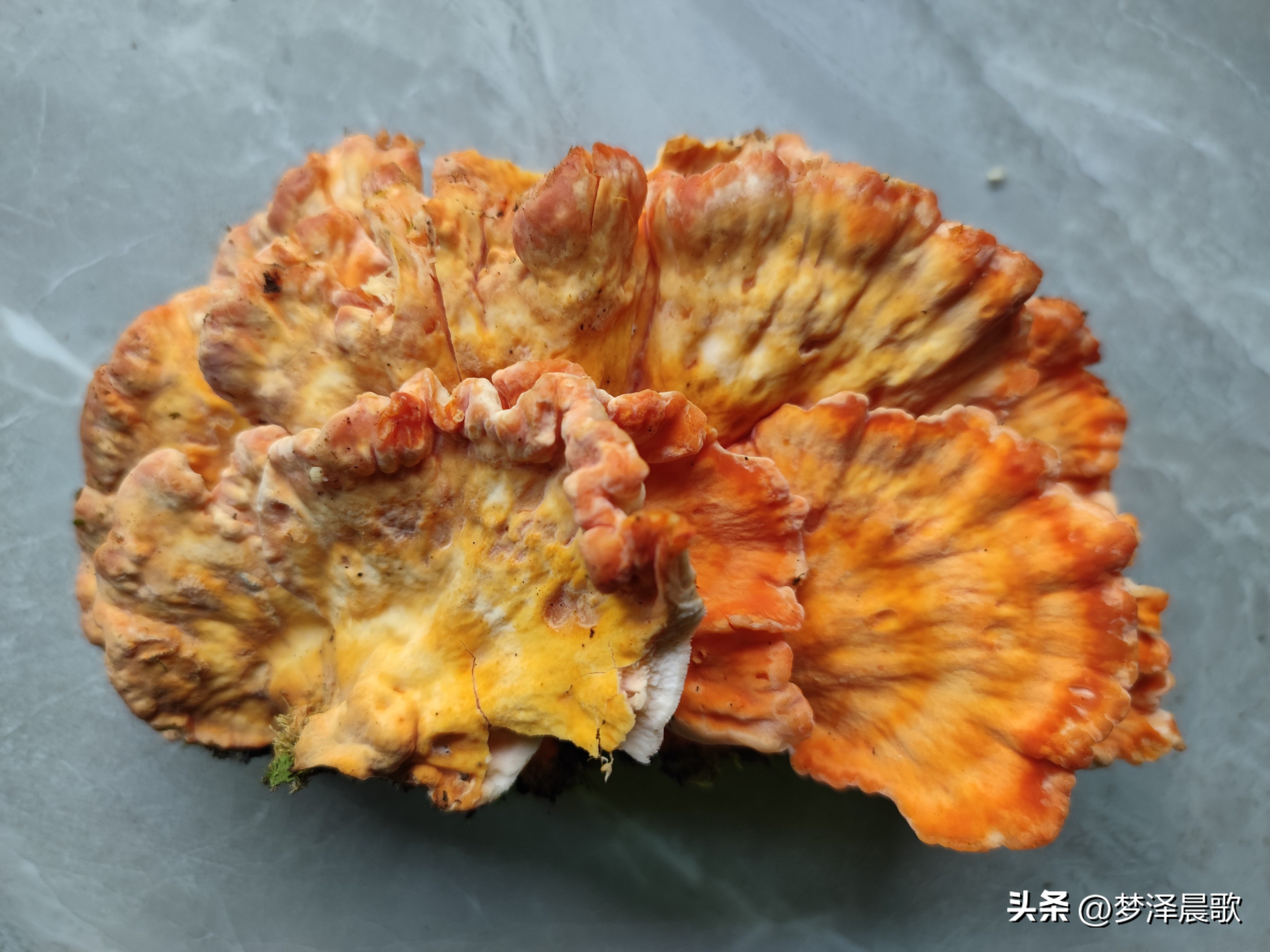 Hubei: Shennongjia Deep Mountain Cockscomb Mushroom - iNEWS