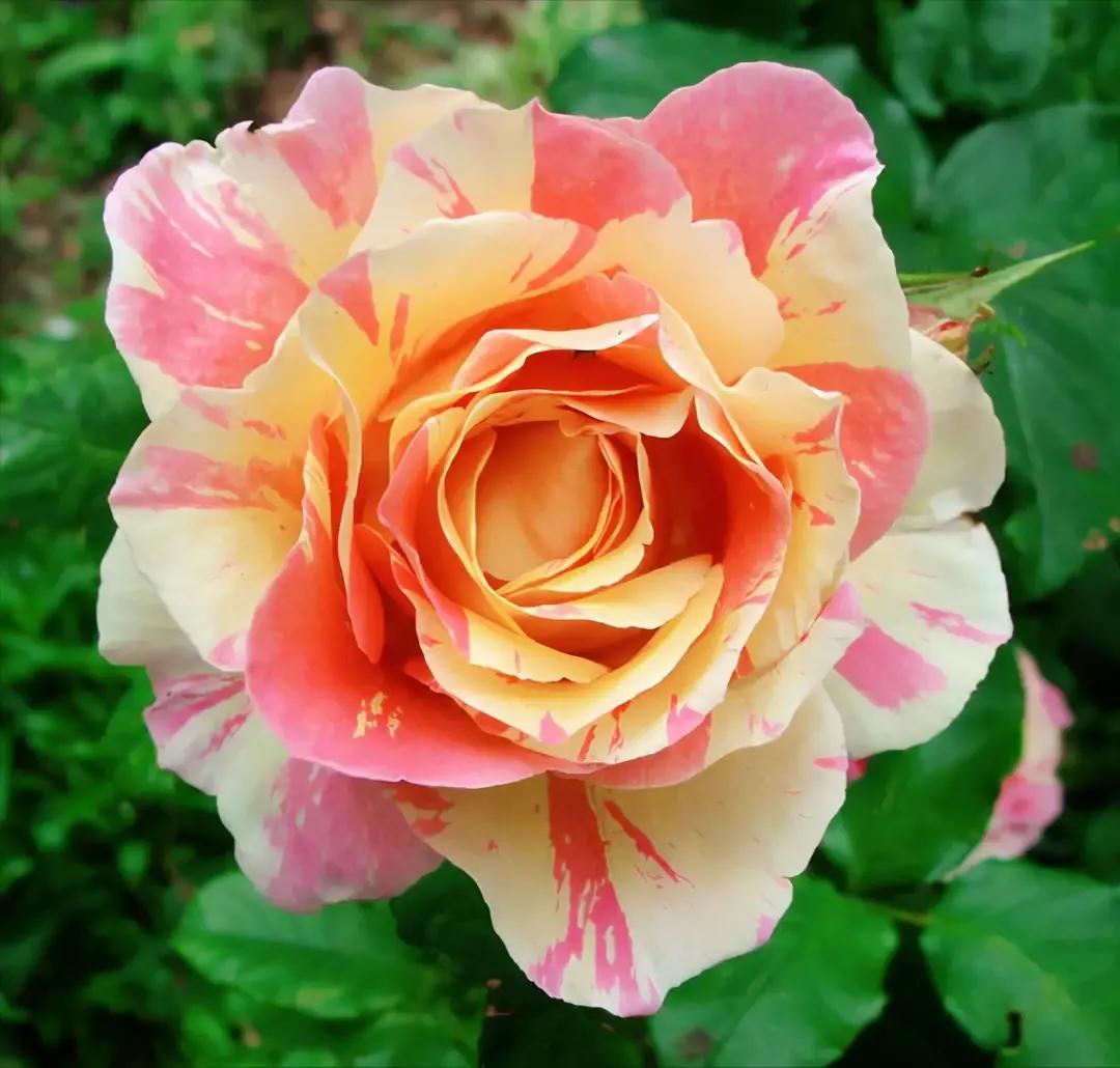 Impressionist rose, gorgeous color matching, wonderful to the extreme ...