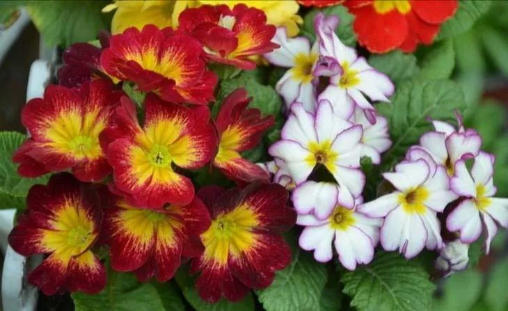 Primrose, the aroma is unique and elegant, the flowers are multi ...