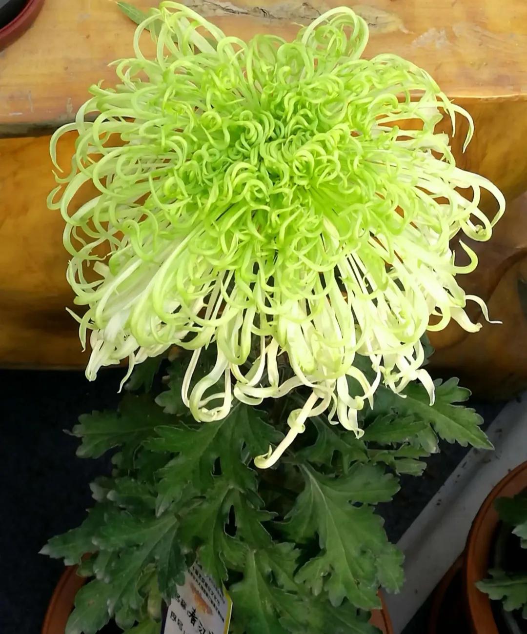 Picking chrysanthemums under the eastern fence, leisurely see Nanshan ...