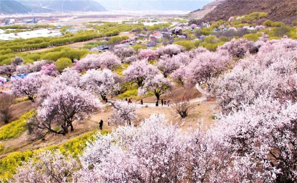 2022 Linzhi Peach Blossom is finally online!The peach blossoms in Tibet ...