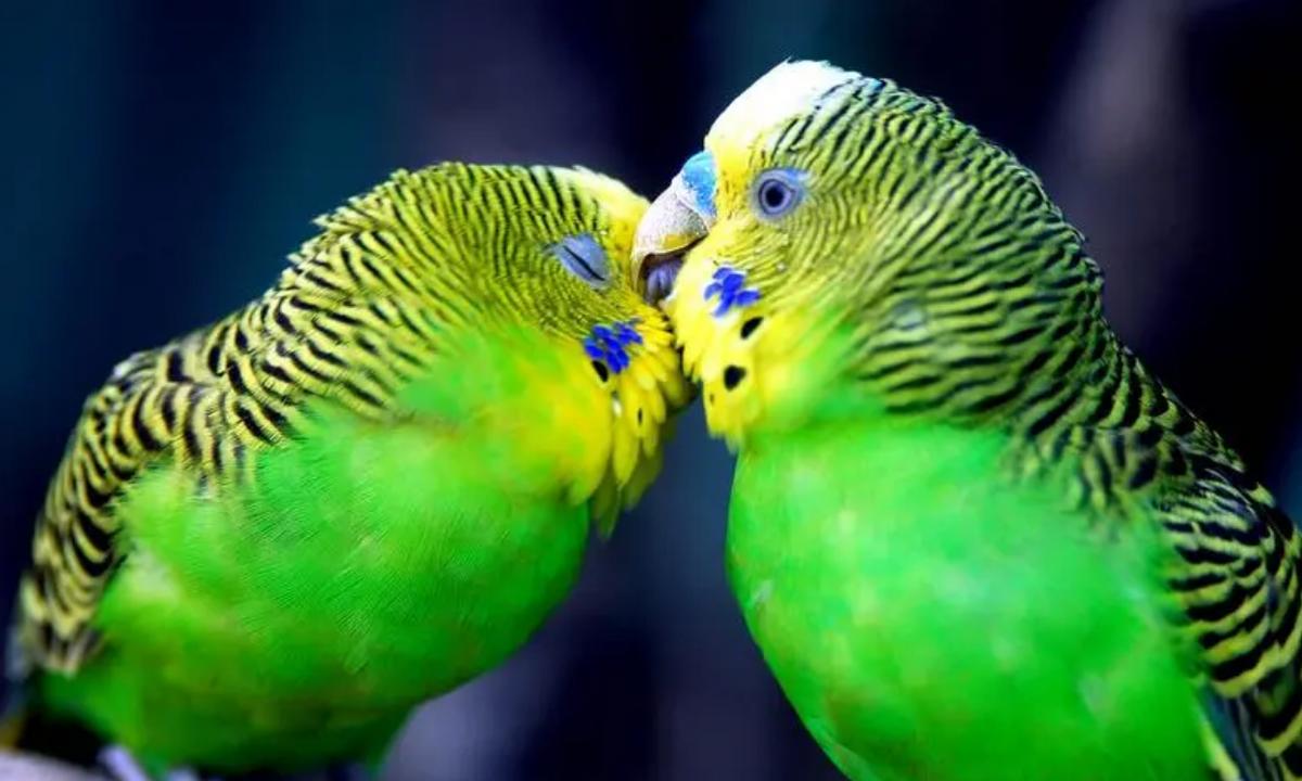 fight between animals - iNEWS