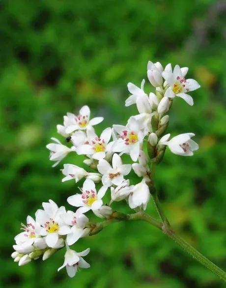 Golden buckwheat, a national second-class protected plant - iMedia