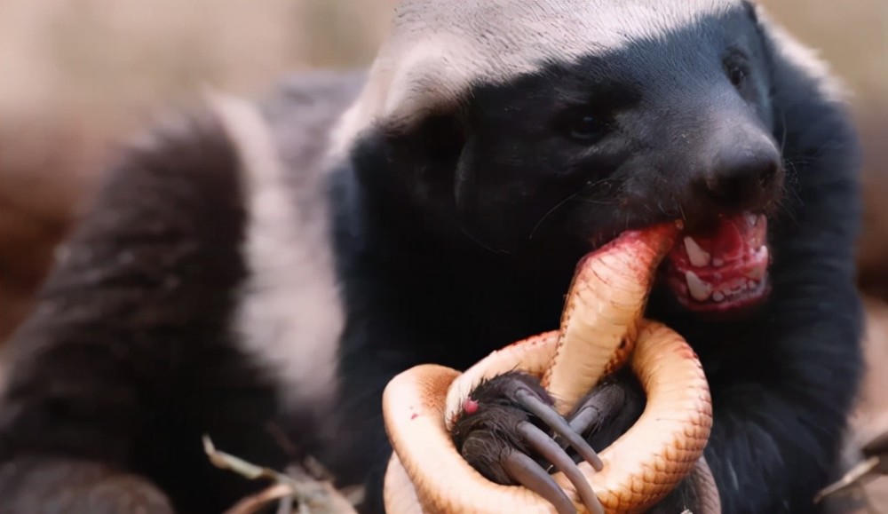 Awesome my duck! The big black duck swallowed the snake as a "spicy ...