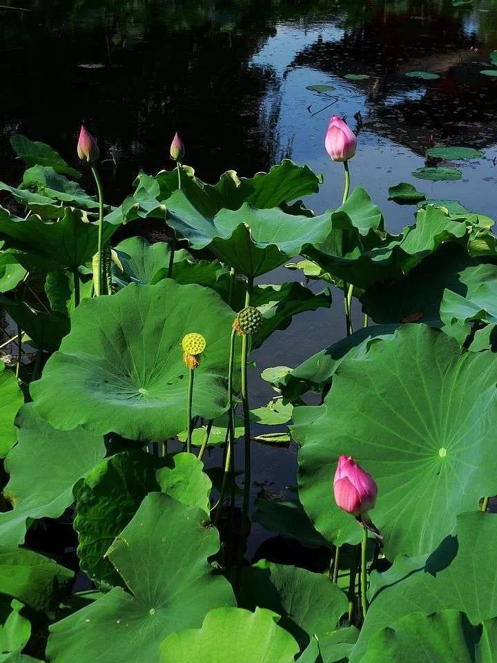 Five Laws · Erfu - iNEWS