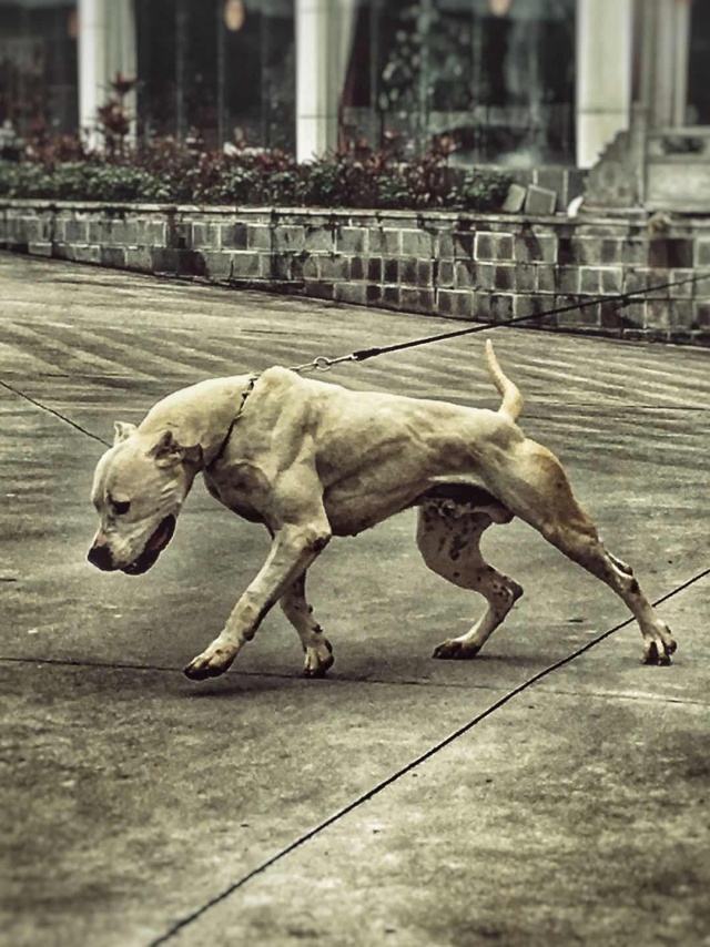 Is there anyone still raising Dogo dogs?avoid lightning - iNEWS