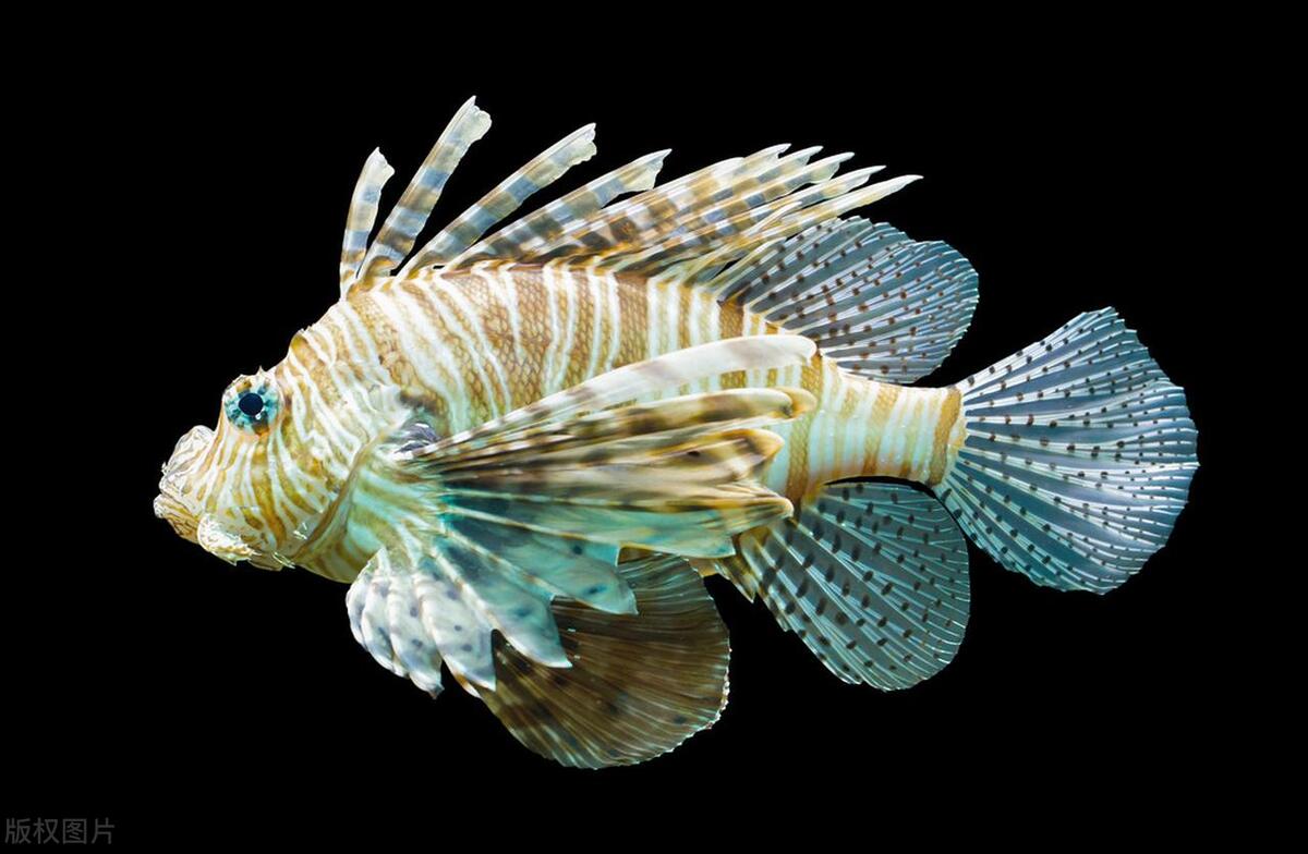 Several sea fish that can hurt people - iMedia
