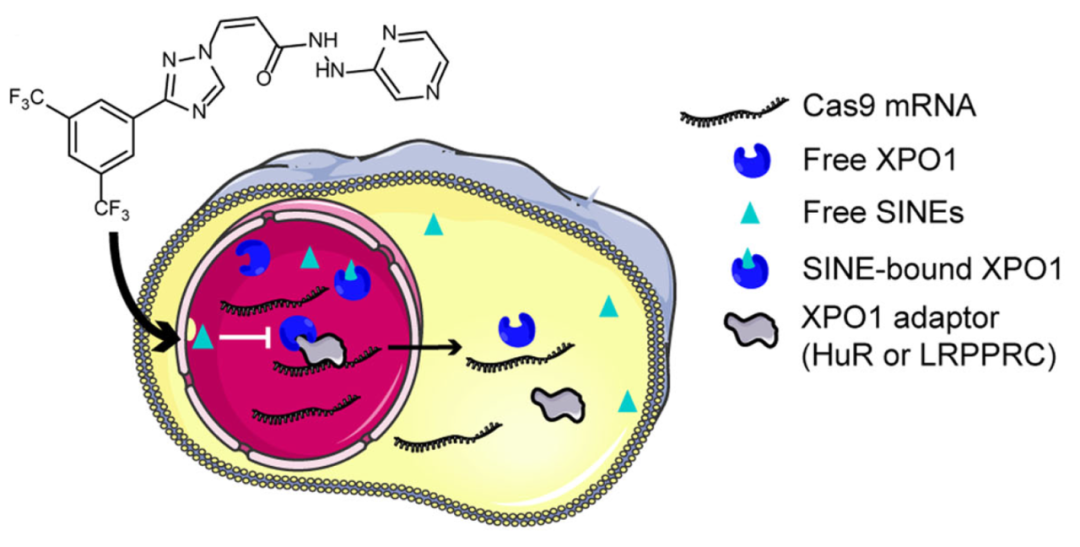 Uncovering a selective inhibitor of nuclear export capable of enhancing ...