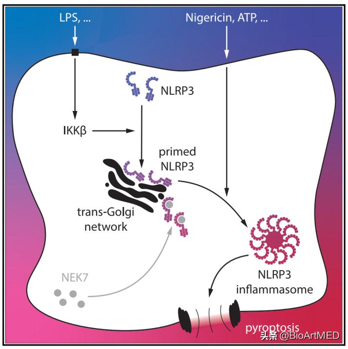 Mechanism of NLRP3 inflammasome formation in human macrophages - iNEWS