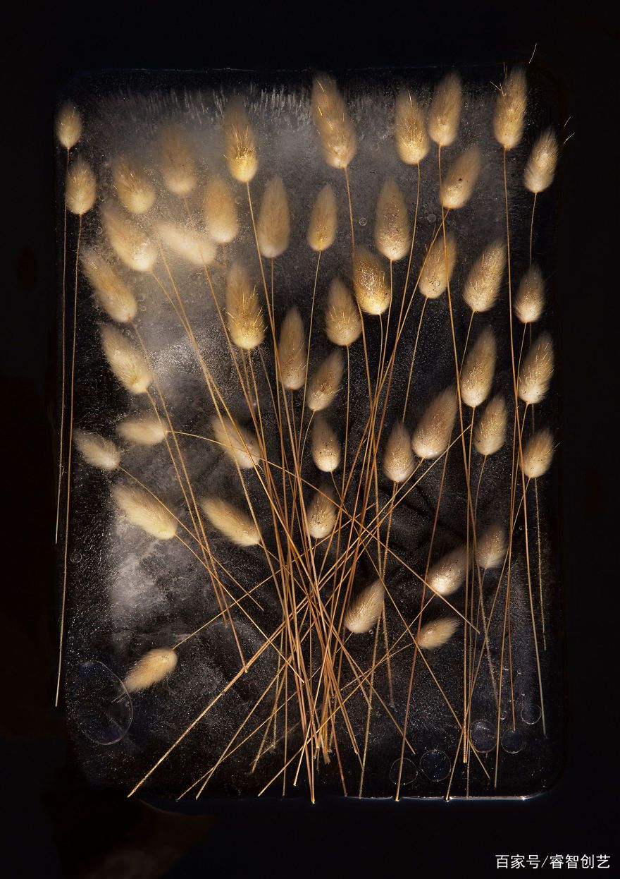 I don't like blooming, but I prefer frozen - Bruce Boyd took pictures ...