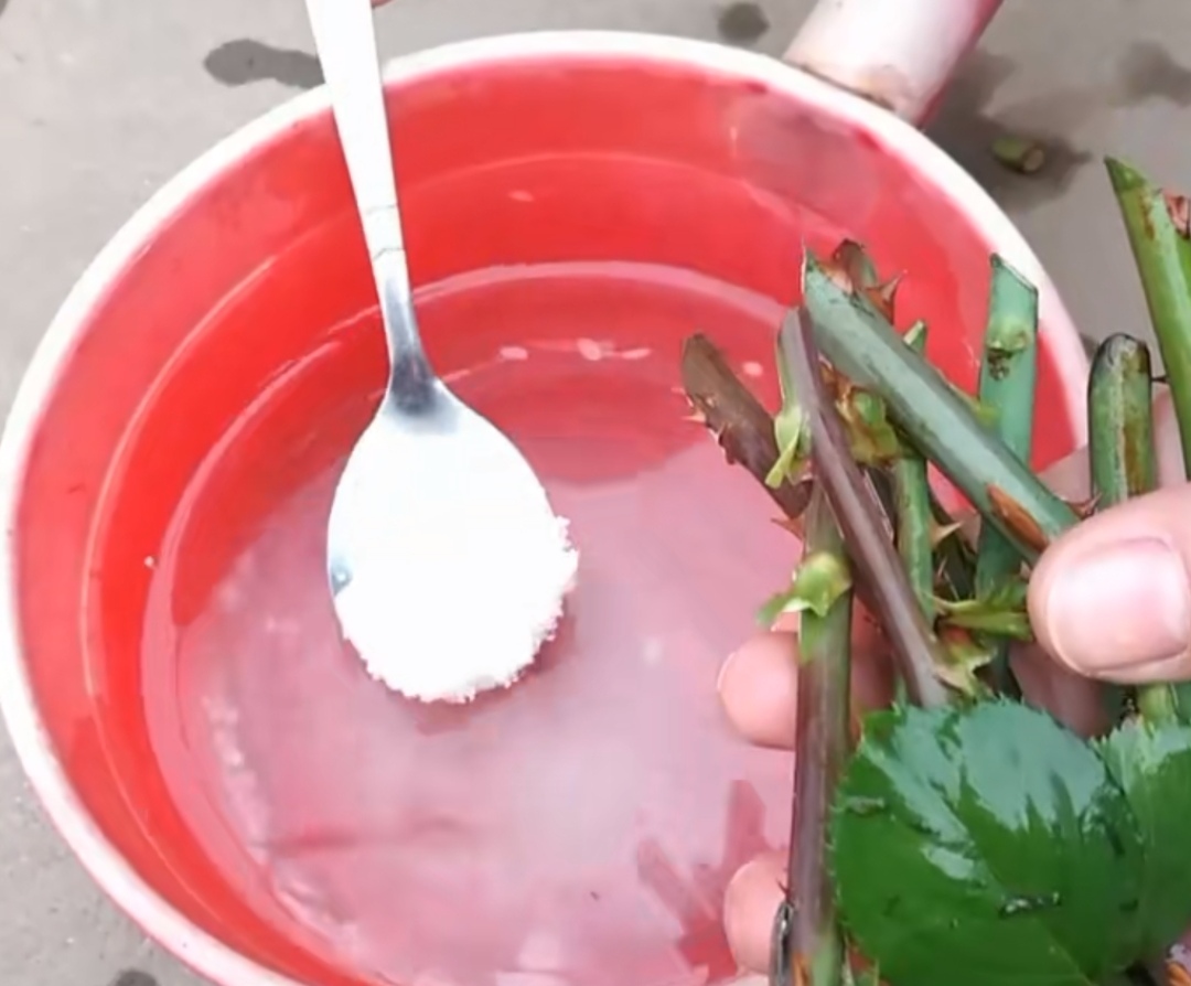 If you want the cuttings to take root quickly, make a simple "rooting water", and the root ...