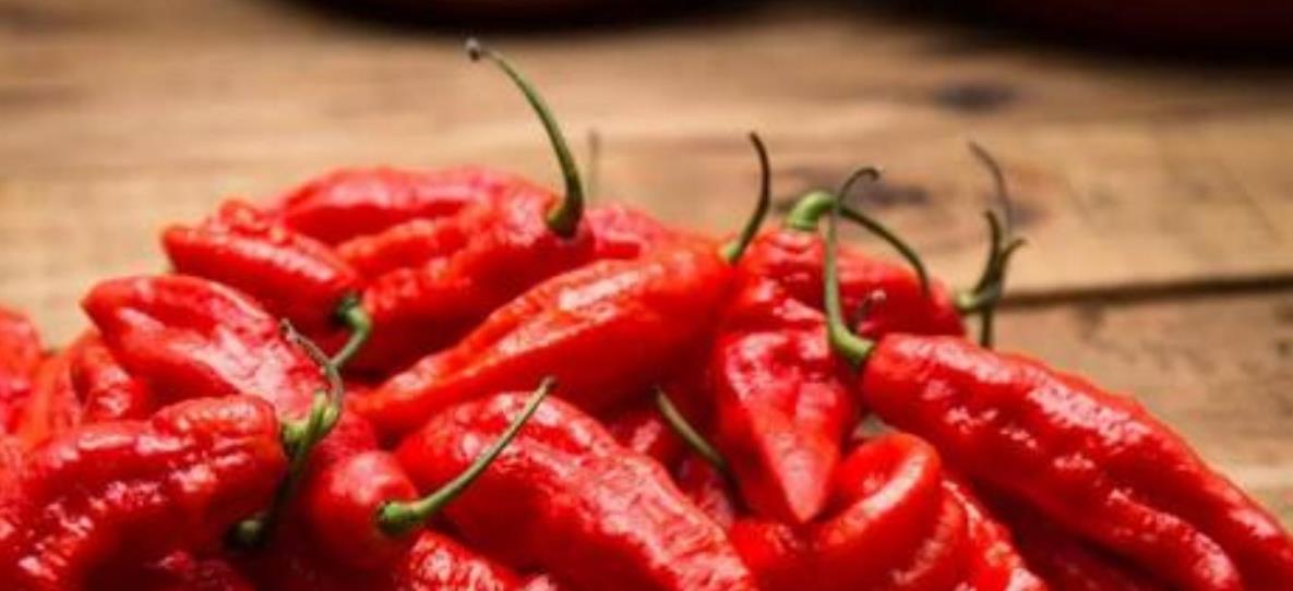 Chili peppers that can kill an elephant? It is inedible to humans and can only be used in the ...