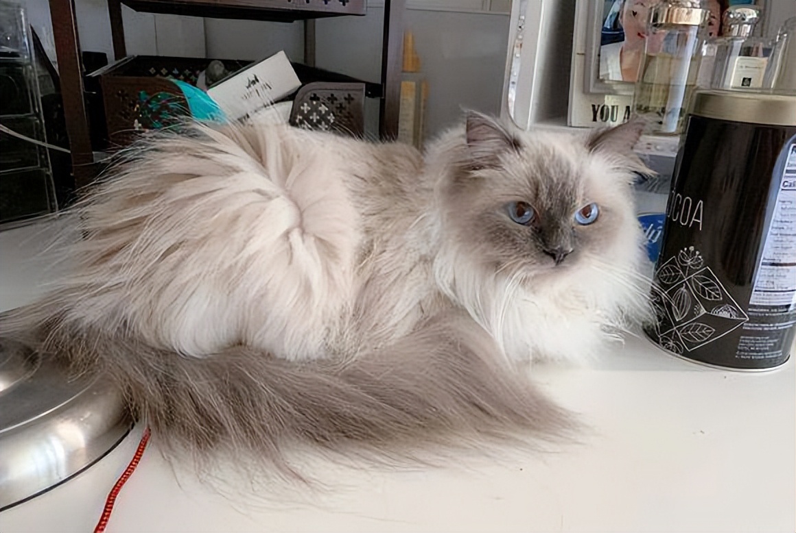 Raise a cat, don't raise a puppet cat, people who have raised it say ...