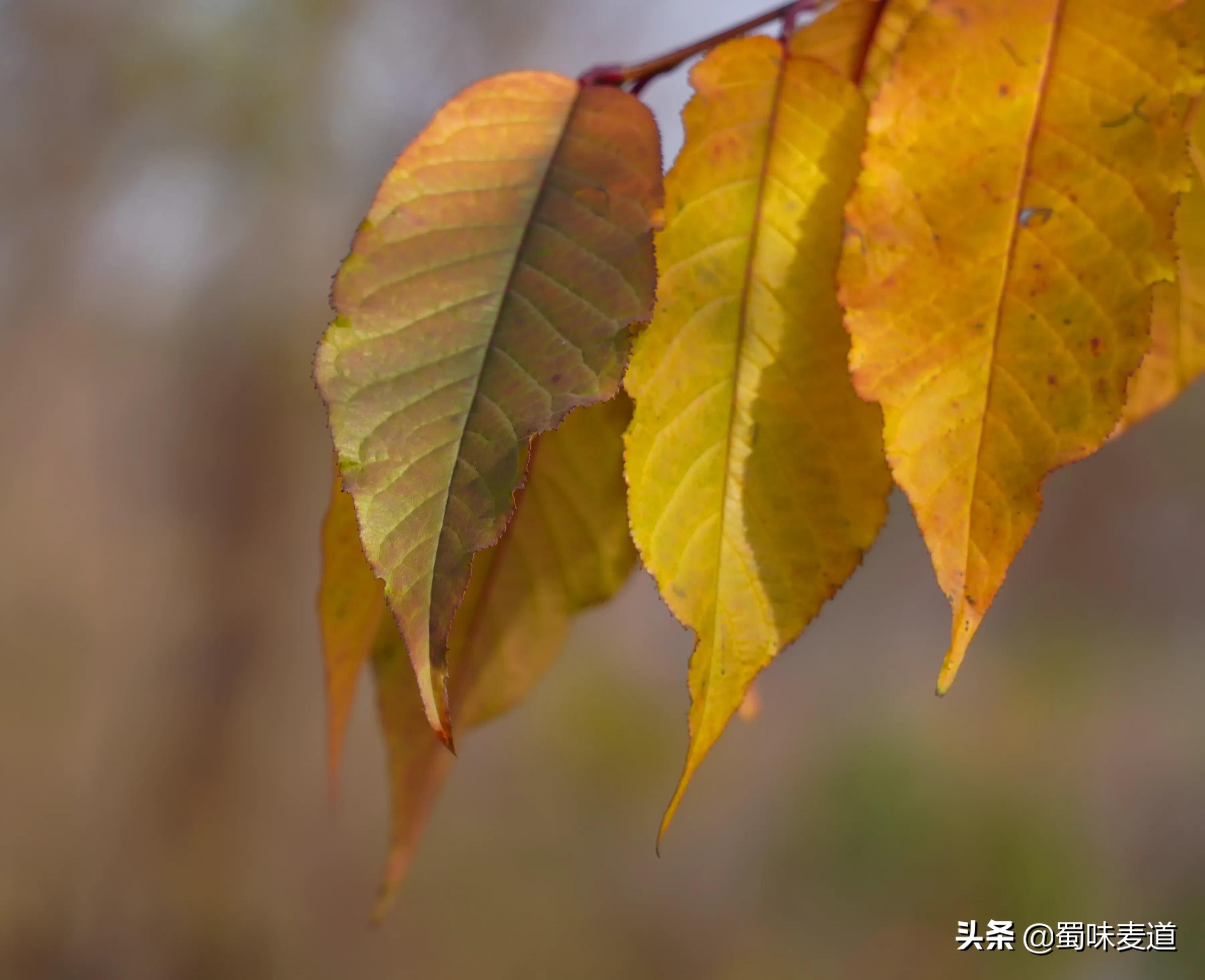 Chengdu Qinglong Lake Park - iNEWS