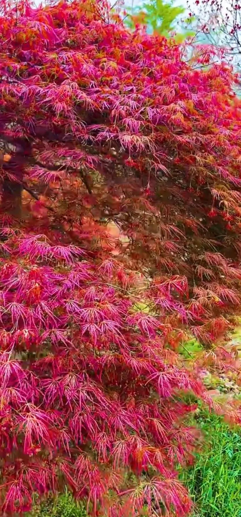 In early summer, the trees grow new leaves, and the garden is full of ...