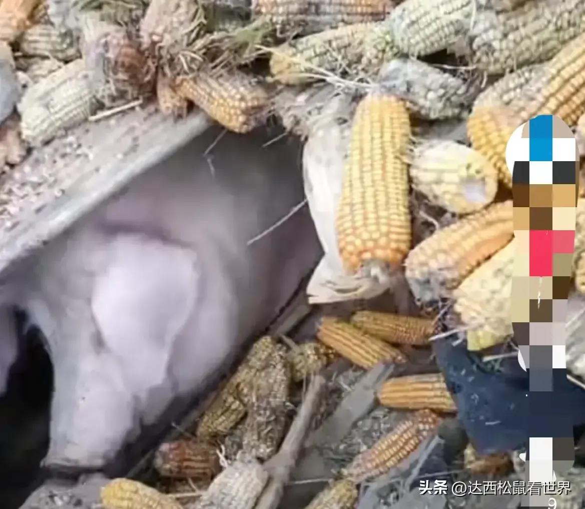 Live pigs staged "Pig Strong". They were buried for 45 days after the ...