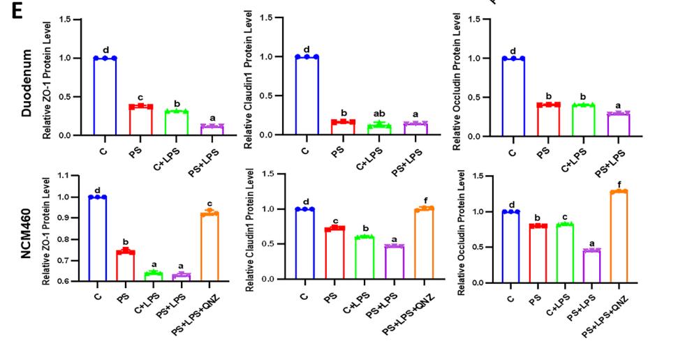 AbMole Research-Polystyrene nanoplastics destroy LPS through ROS-driven NLRP3 pathway - iNEWS