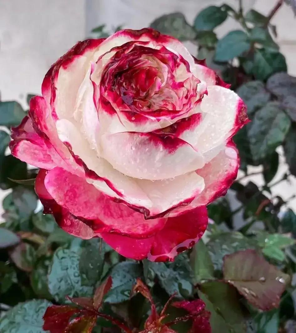 Sharing Rose Varieties——Applejack Rose - iNEWS