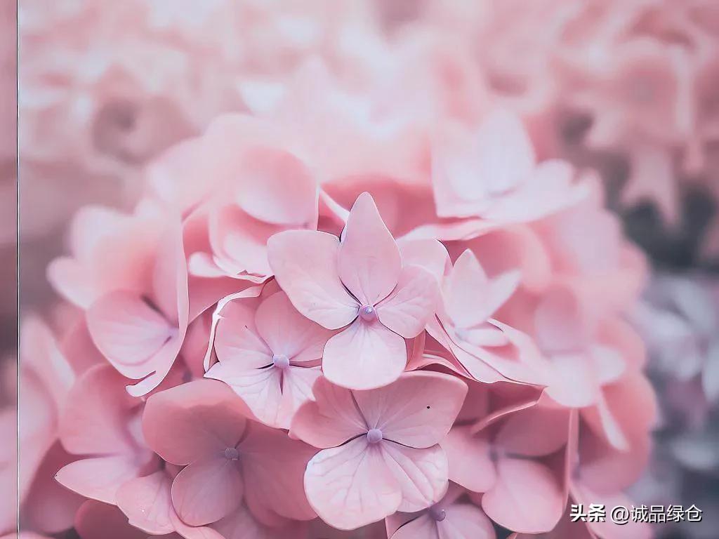 Can hydrangeas really attract ghosts? Uncover the surprising secret ...